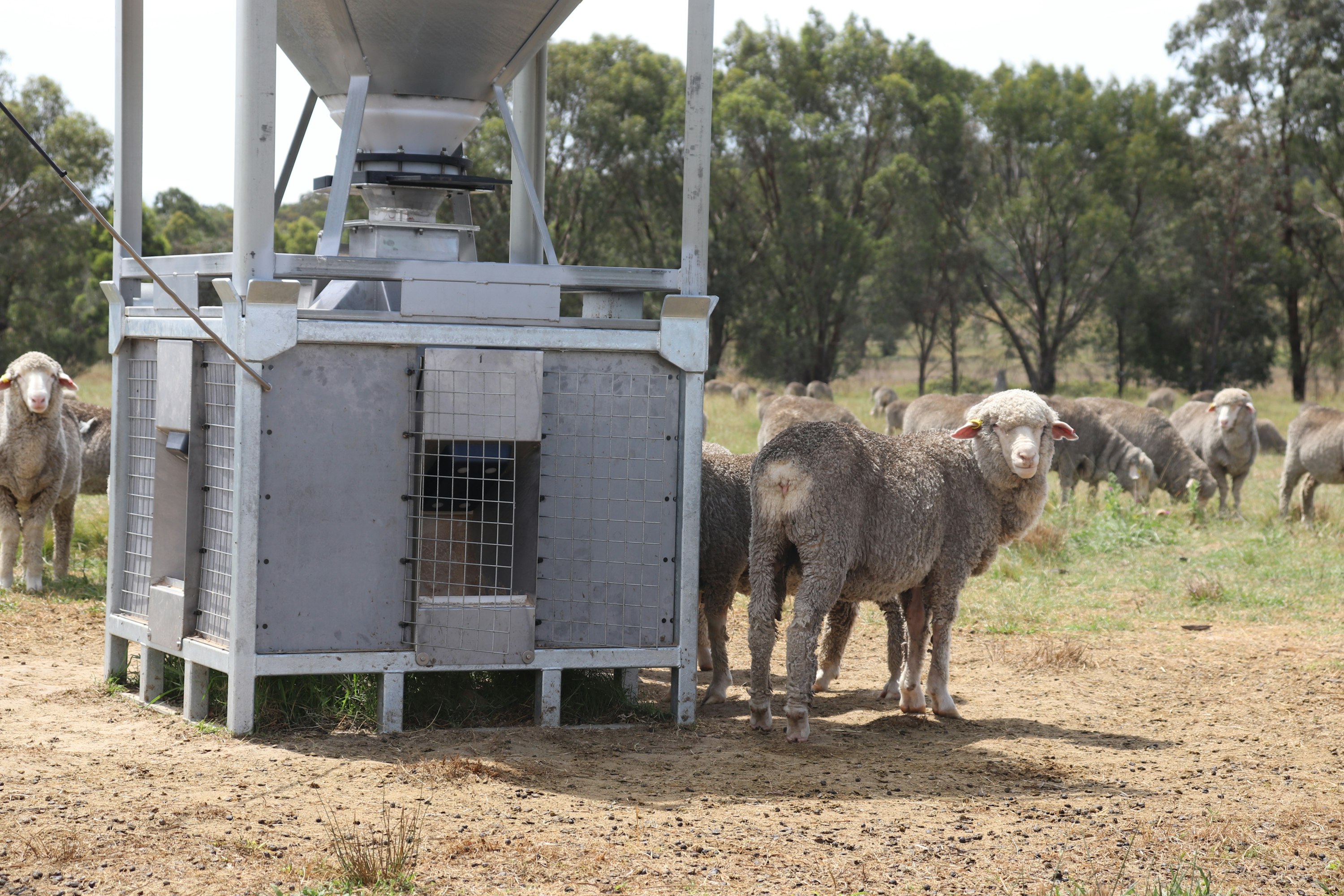 Masters of Beef | Mort & Co