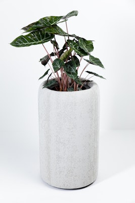 BuzziPlanter, green office divider | BuzziSpace