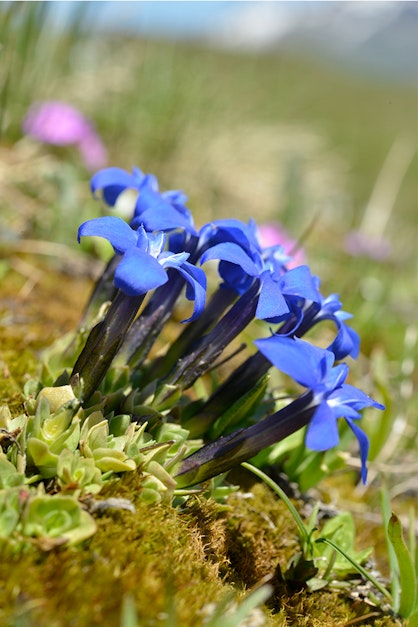 Wechselwirkung zwischen Klimawandel und Biodiversität