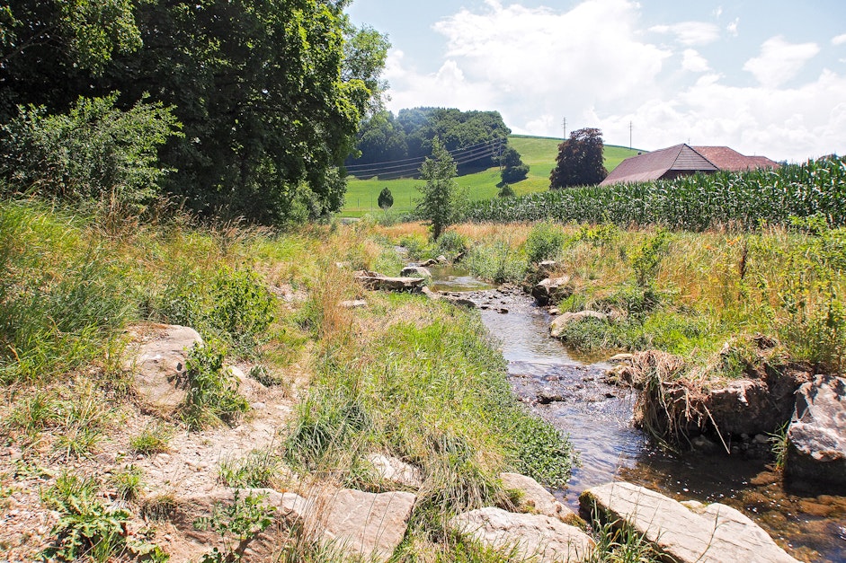 Wie sich die Natur die Worble zurückerobert hat
