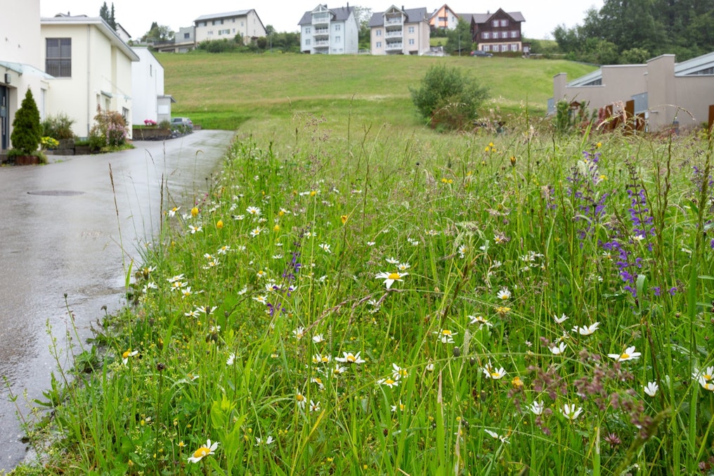 Biodiversität als Gemeinschaftsprojekt in Flawil