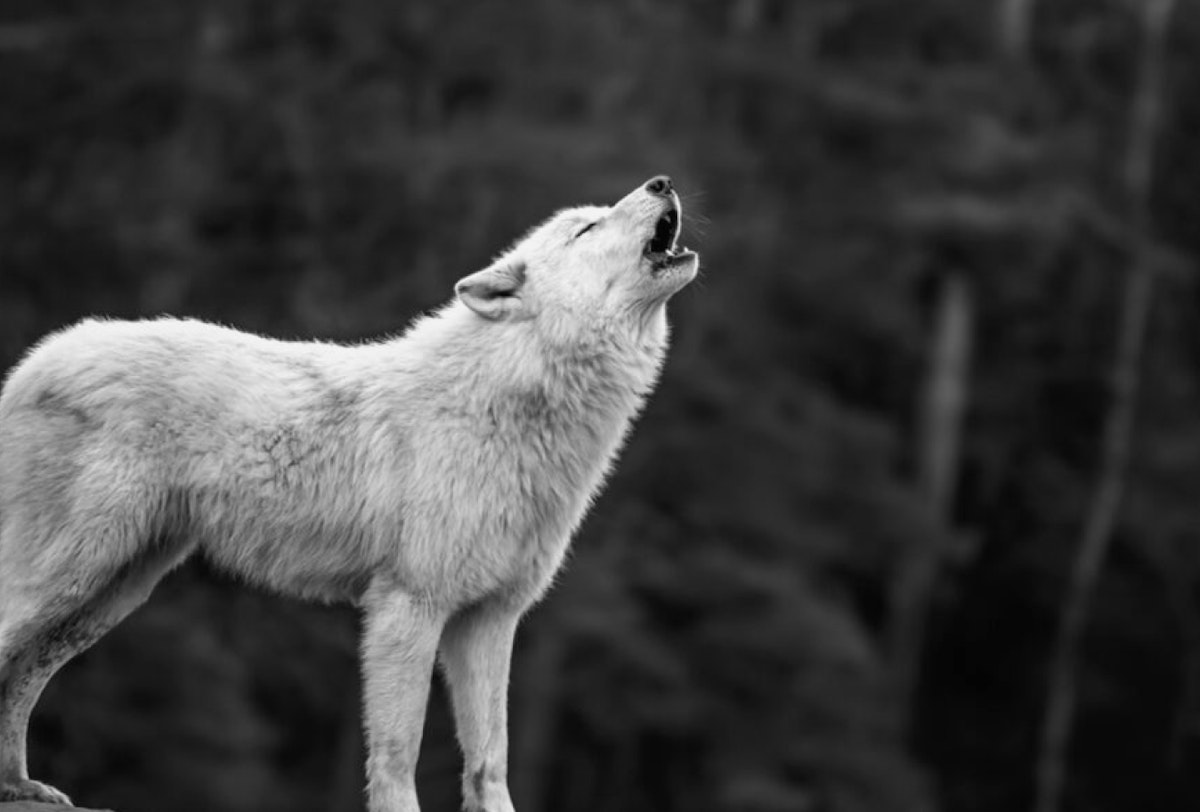 The founding of Arctic Wolf with Brian NeSmith | Delta-v