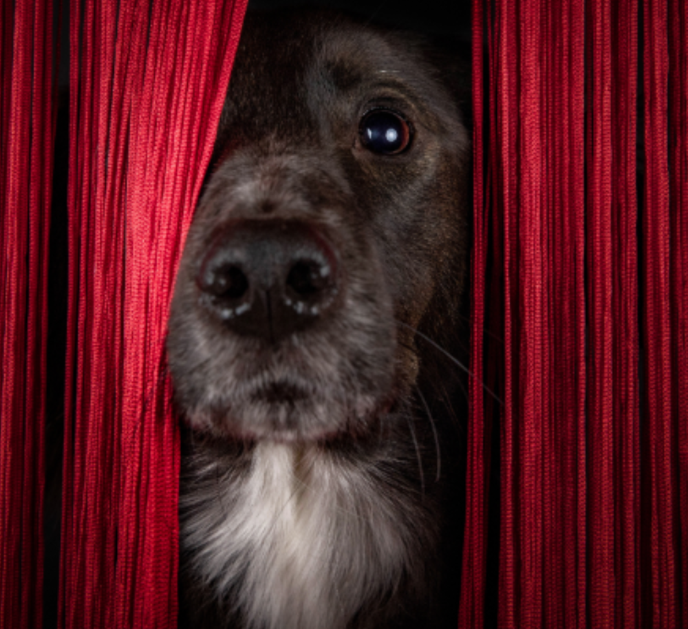 London Pet Show Live | UK Exhibition Calendar