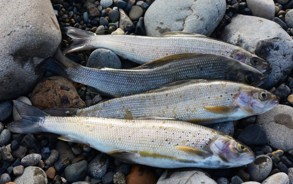 Are Arctic Fish the Answer to Anti Aging? | Spiegel, Jeffrey (drspiegel ...