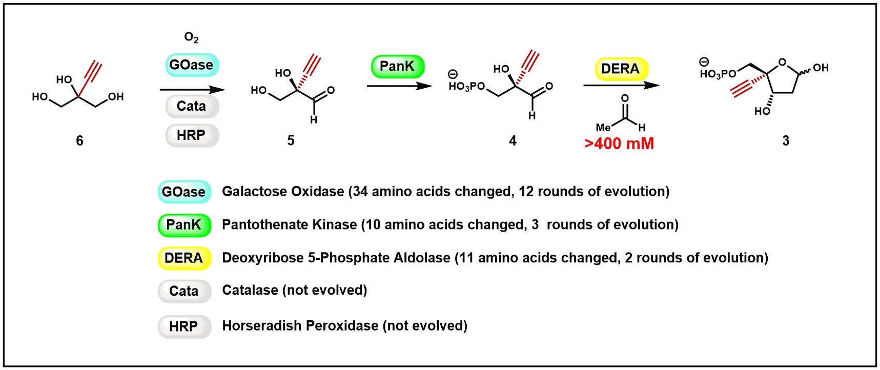 Merck/Codexis Magic: Biocatalytic Synthesis of Islatravir