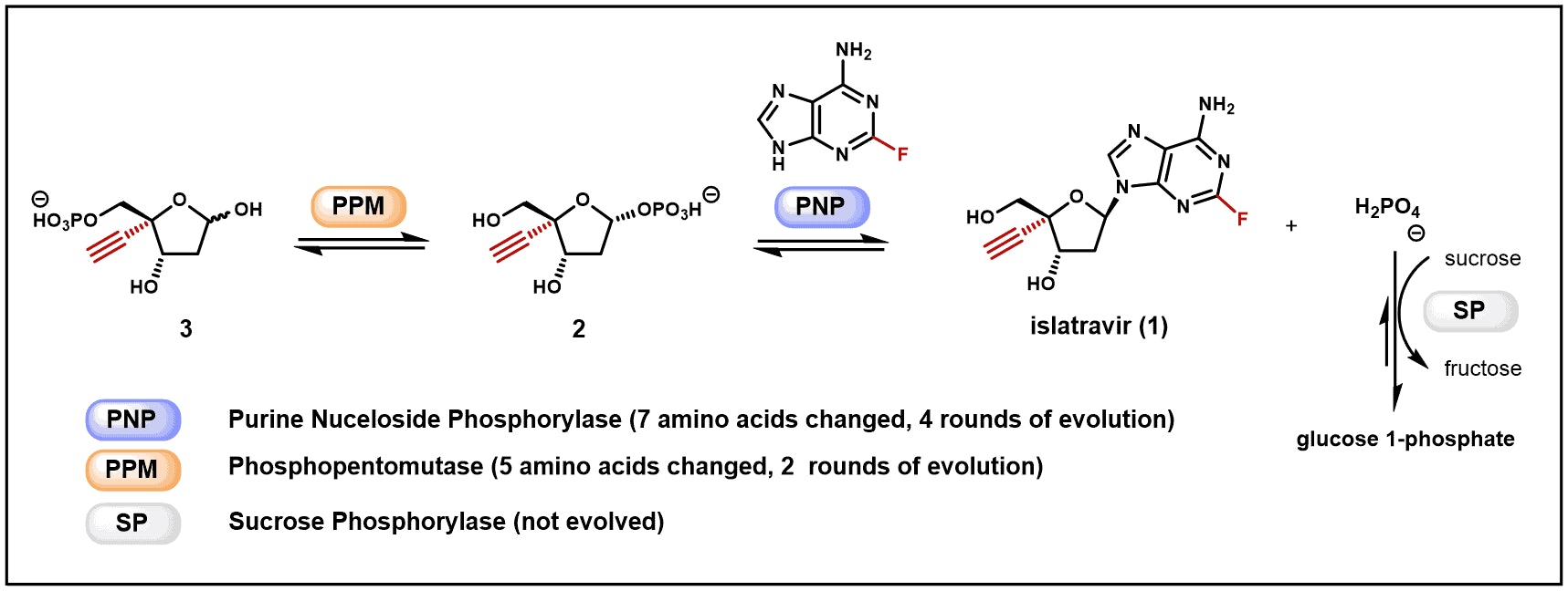 Merck/Codexis Magic: Biocatalytic Synthesis of Islatravir