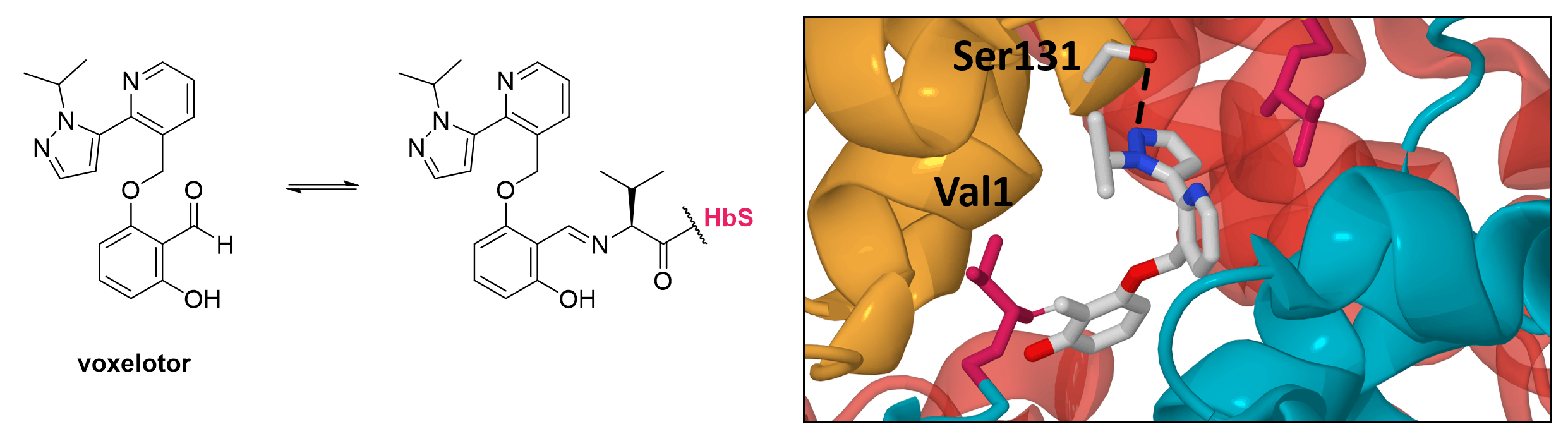 A Gram-Daily Aldehyde for Anemia: Voxelotor