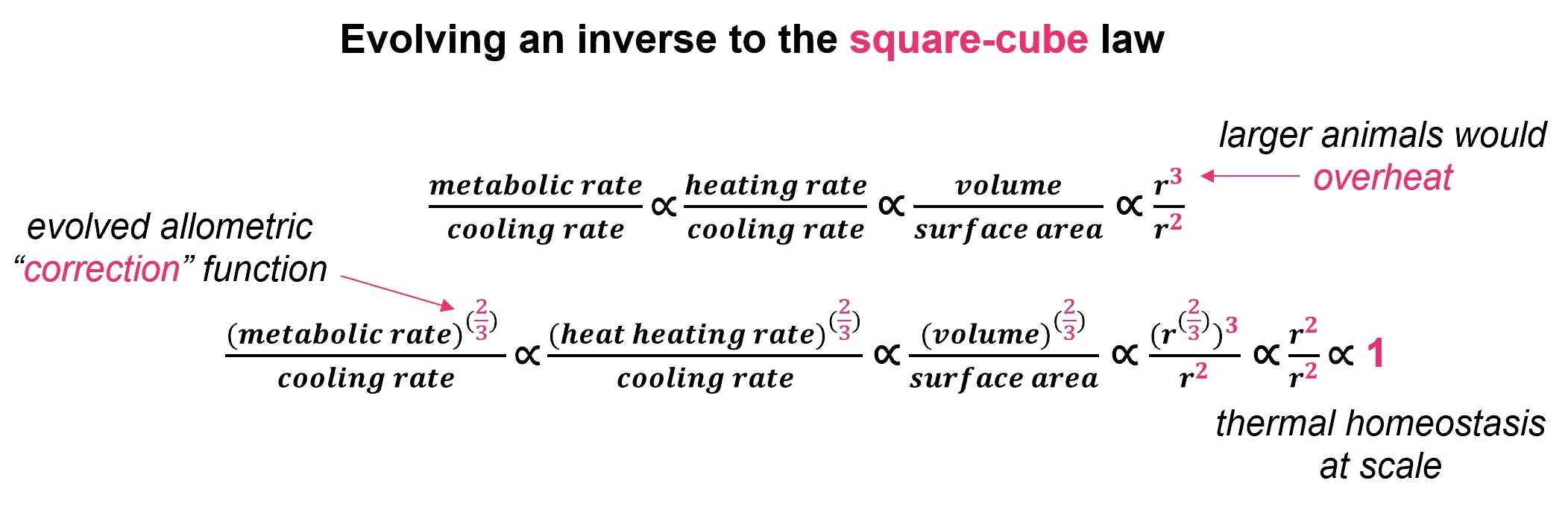 The Square-Cube Law in Chemistry and Biology