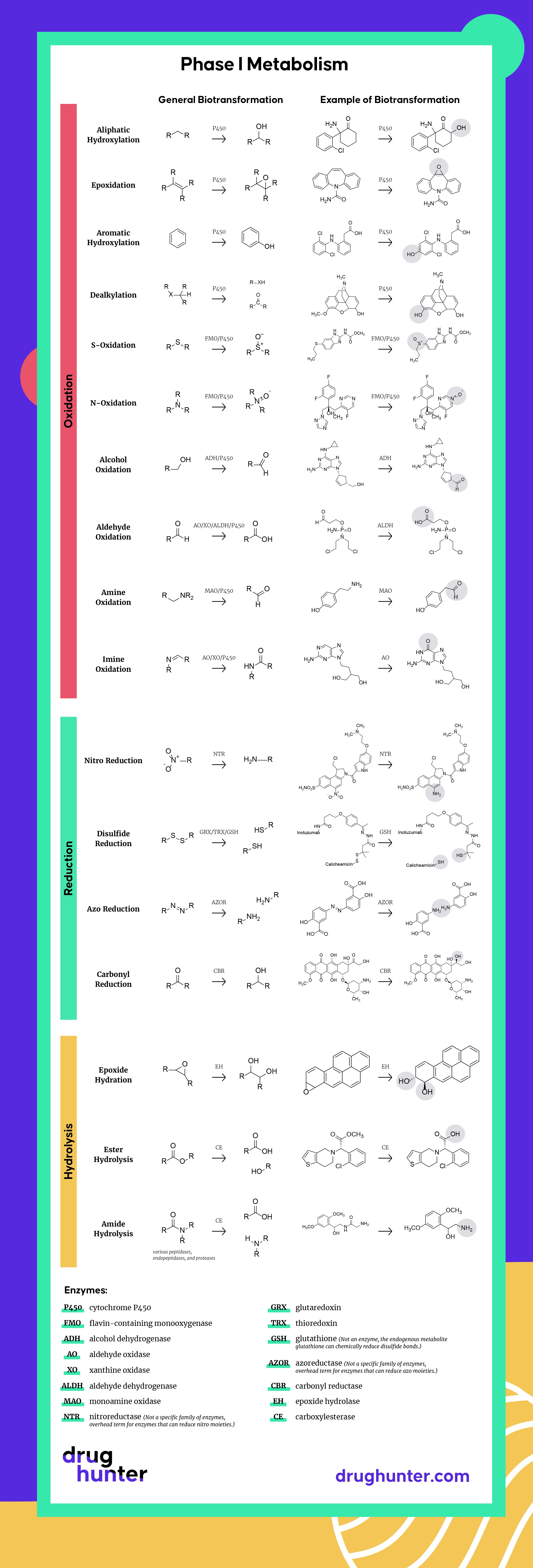 Phase I Drug Metabolism