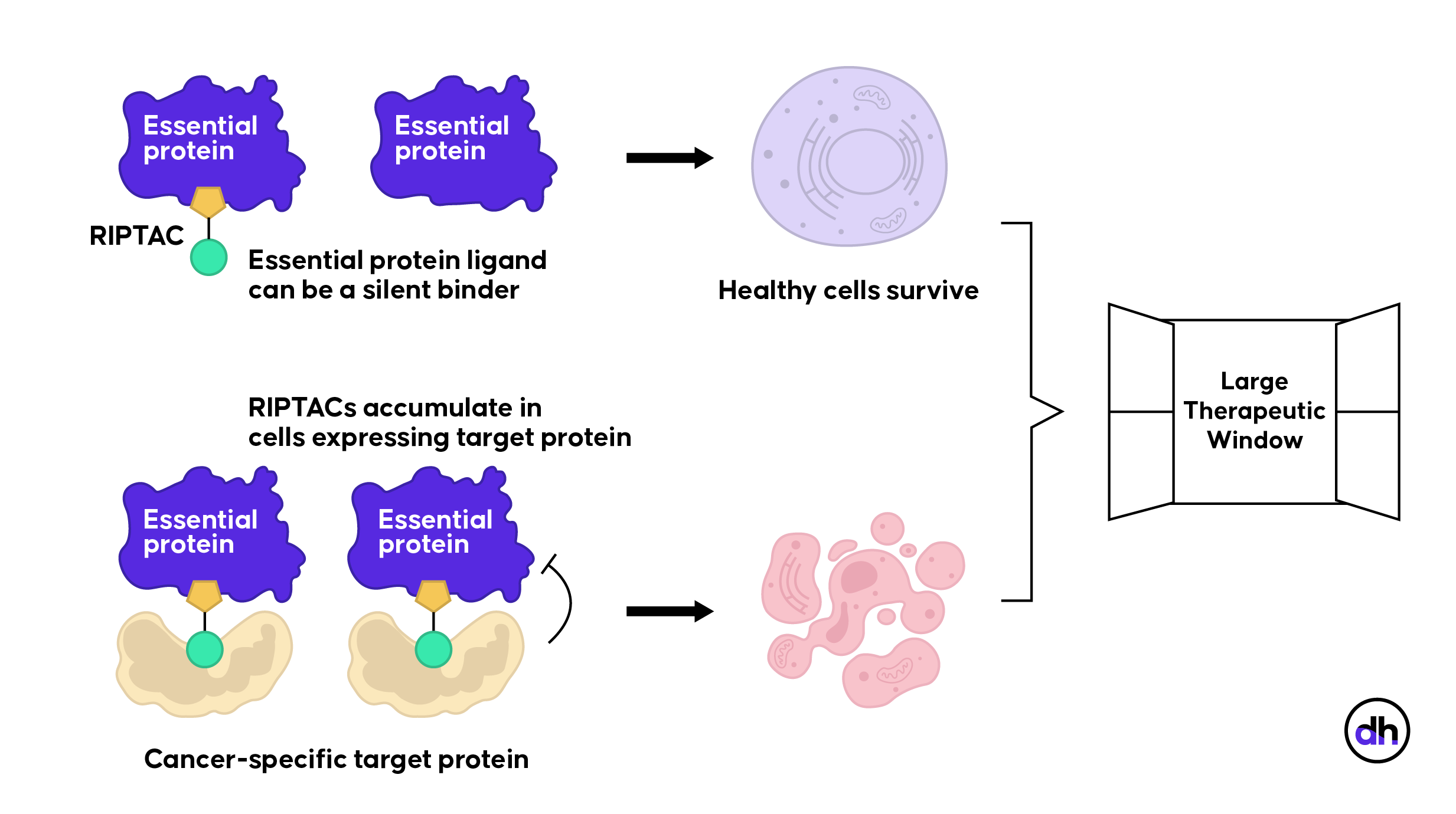 Are RIPTACs the Small Molecule Answers to ADCs?