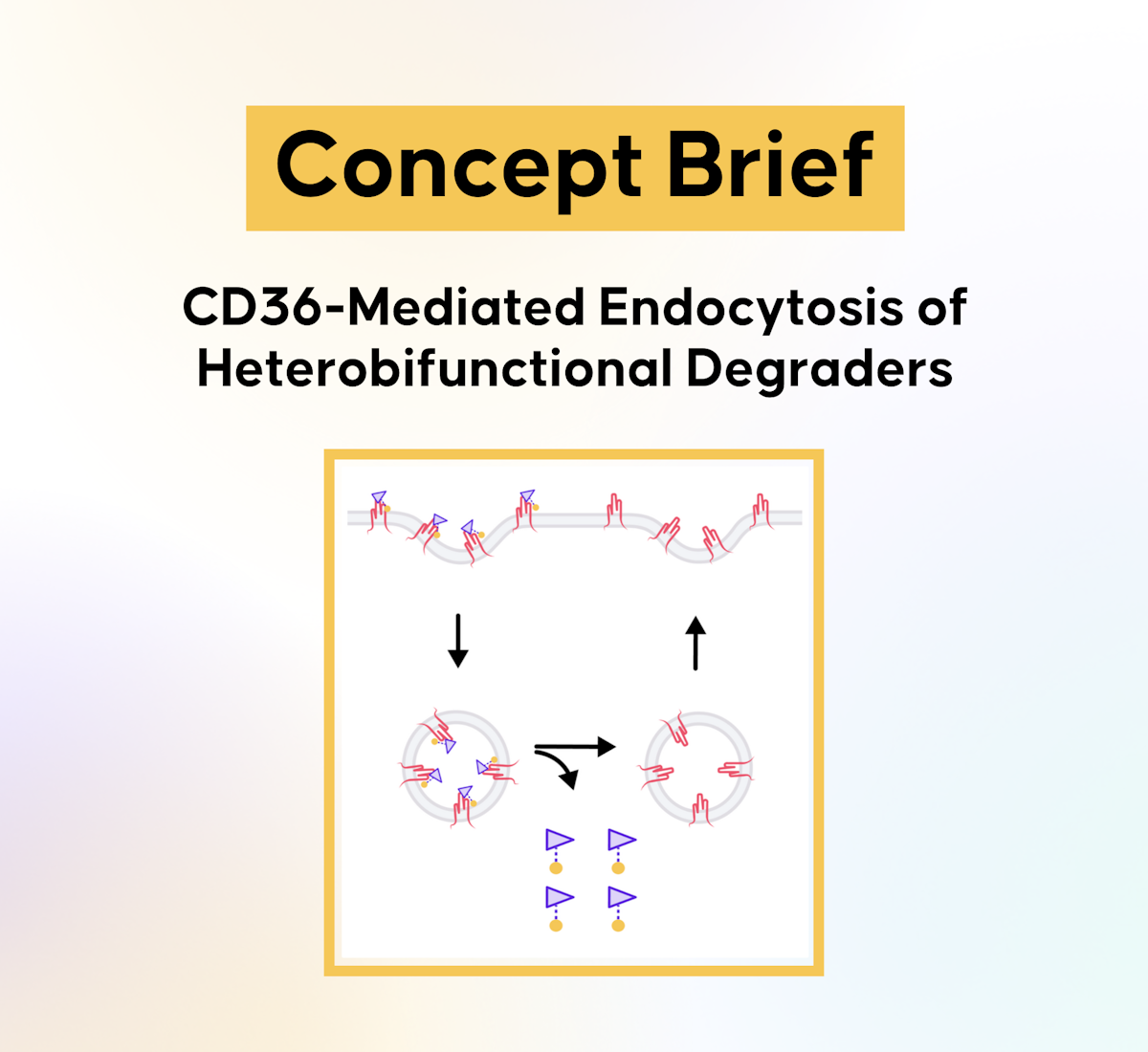 Cracking the Entry Code: CD36 as a Key Receptor for Heterobifunctional Degrader Cellular Uptake