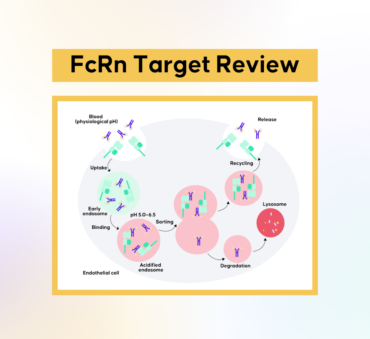 Blocking the IgG Highway: FcRn Biology, Approved Agents, and the Small ...