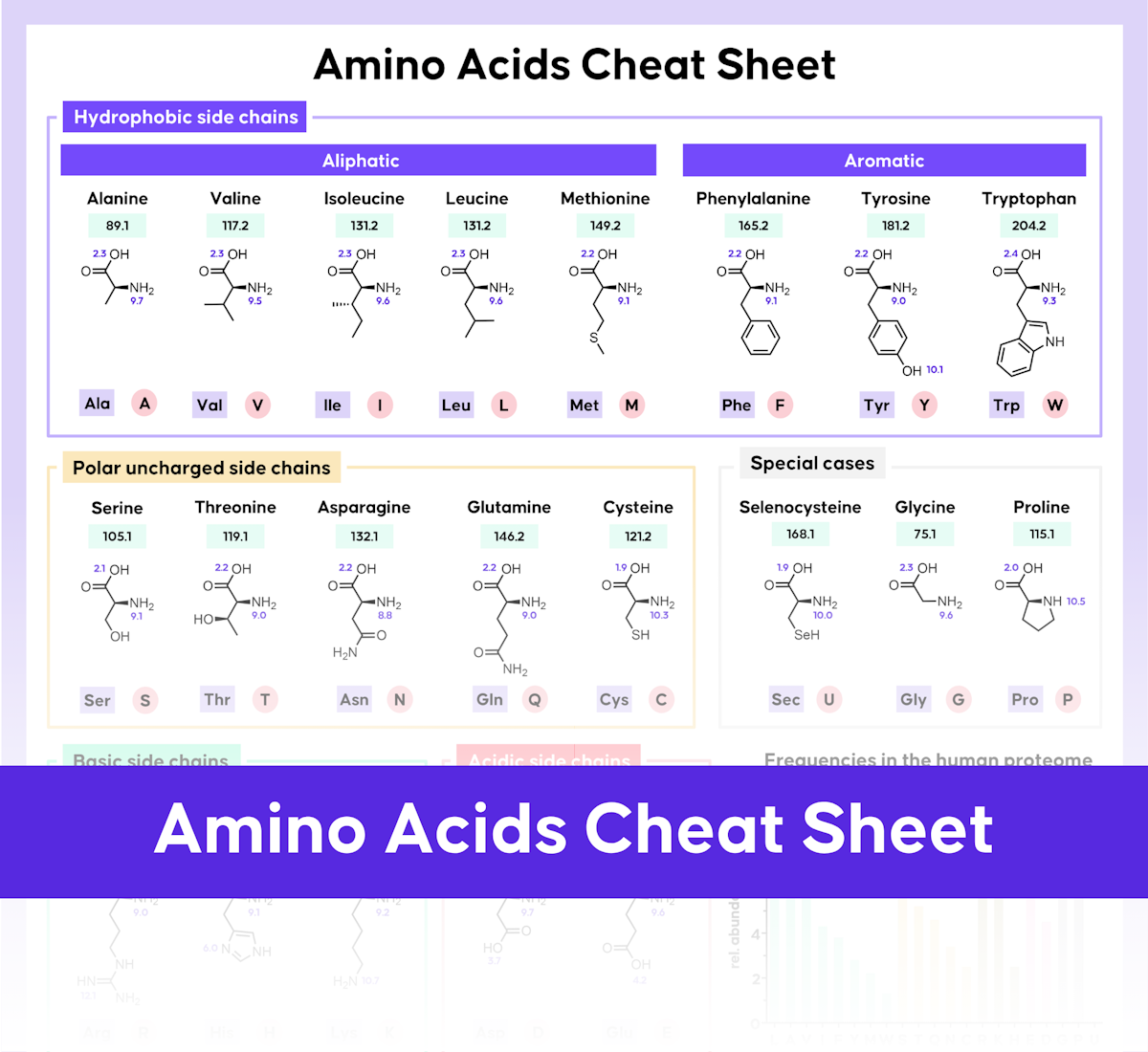 Amino Acids Cheat Sheet
