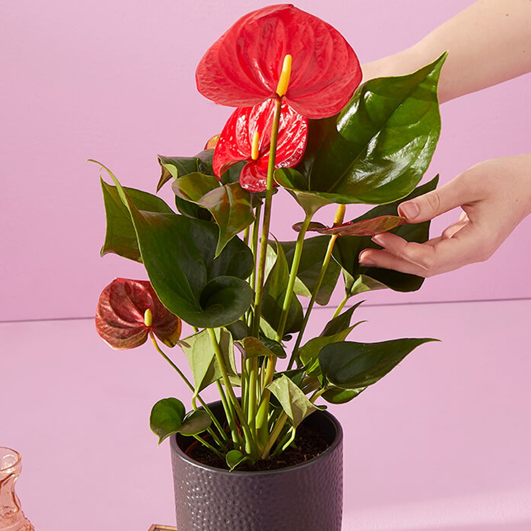 The hidden meaning behind gifting flowers | TouchNote