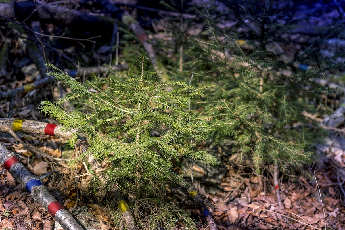 Il respiro segreto degli abeti: viaggio onirico nel mondo del bostrico