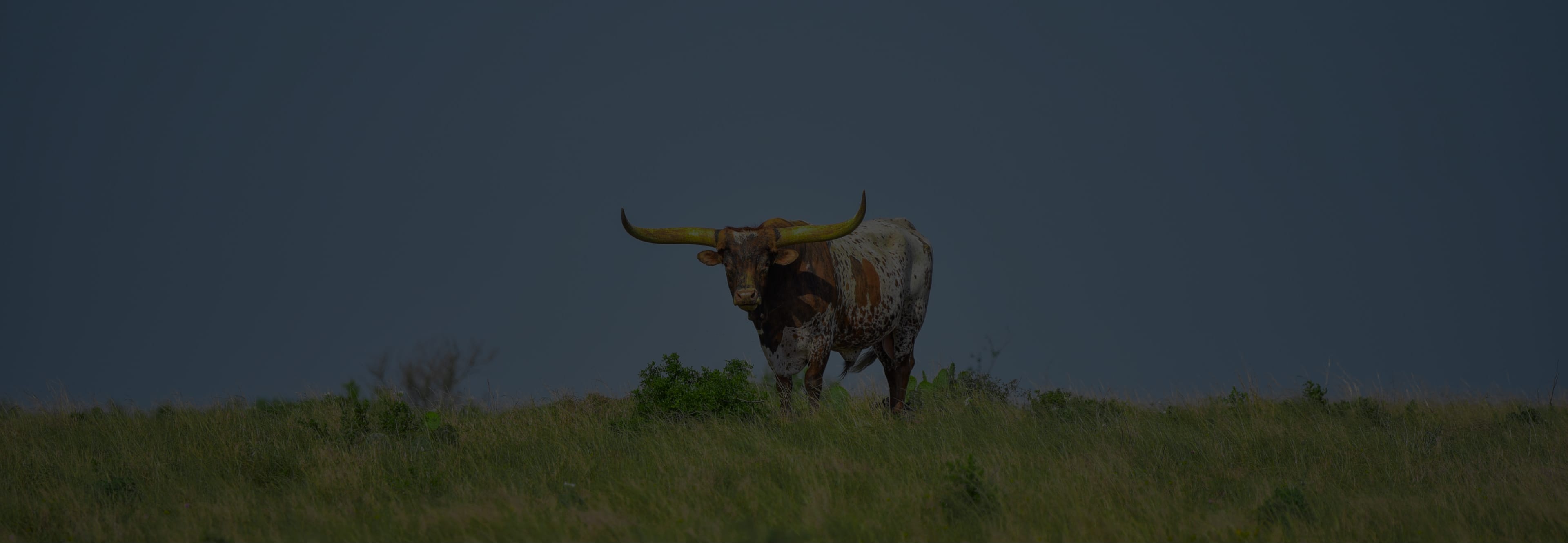 CT Scan Services in Austin, TX | Longhorn Imaging