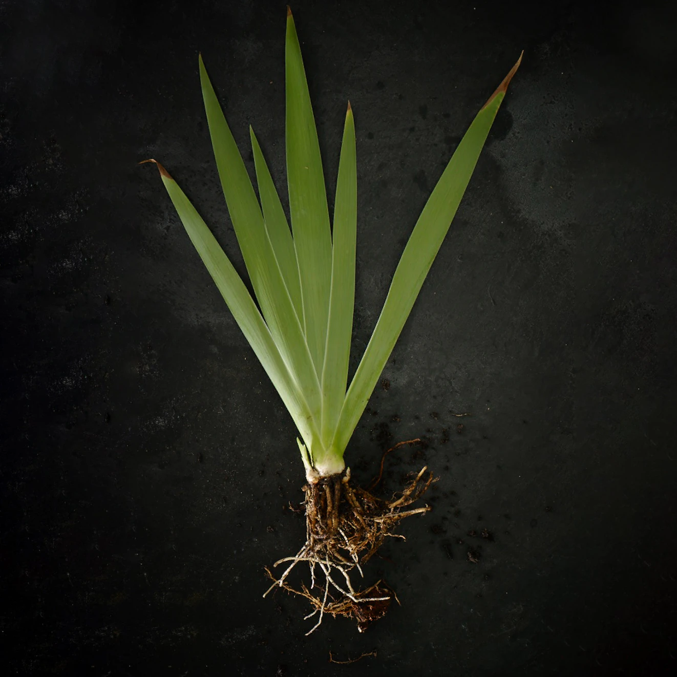 Shop Award Winning Native Botanical Vodka Online | Archie Rose