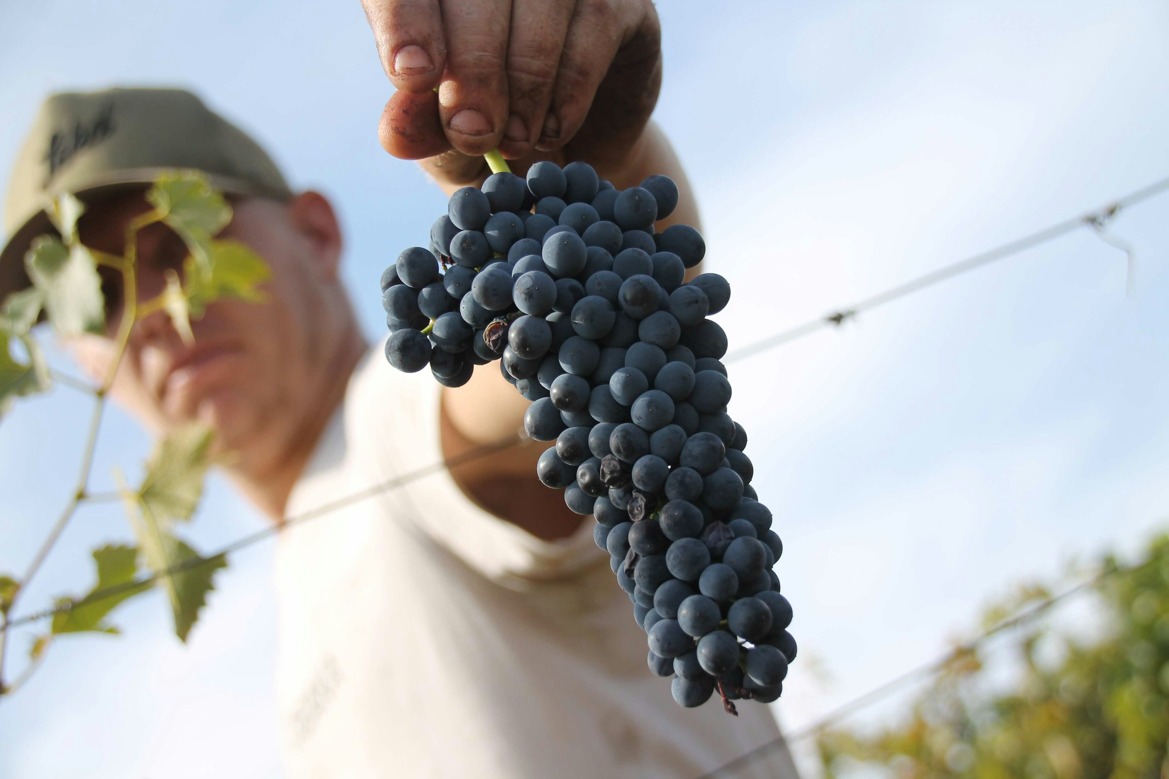 From smoke tainted grapes to a Shiraz Spirit and Brandy: an update on ...