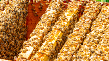 Eight Beehives, 640,000 Bees And One Fine Bottle Of Raw Honey Gin