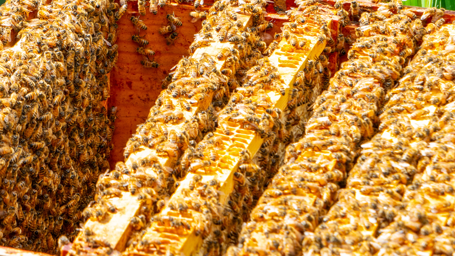 Eight Beehives, 640,000 Bees And One Fine Bottle Of Raw Honey Gin