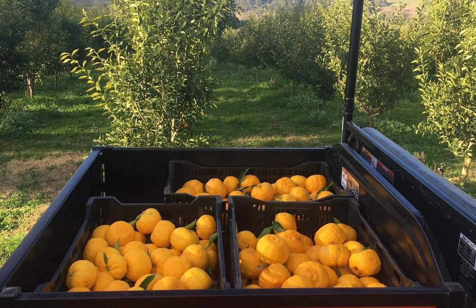 Meet the Growers Behind Mountain Yuzu Harvest Gin