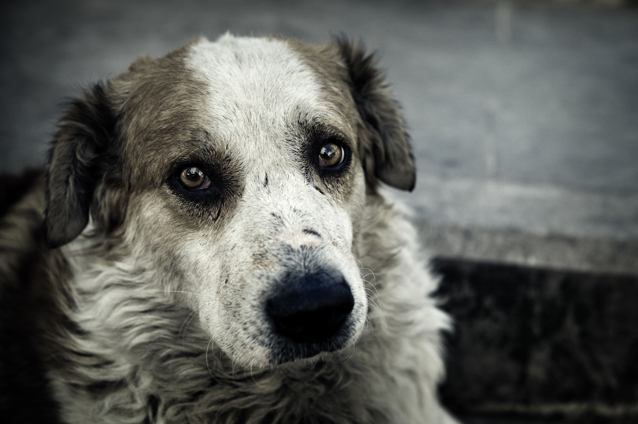 Florida’s New “Trooper’s Law” Makes It a Felony to Abandon Dogs During ...